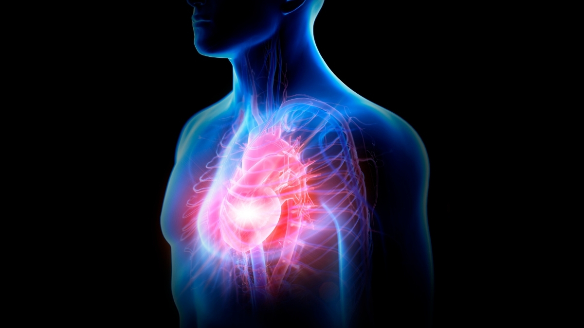 Human heart tissue actually can regenerate after a heart attack, new ...