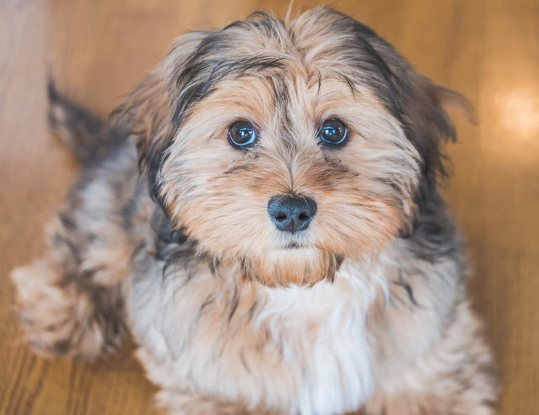 Everything you should know about doodle dogs