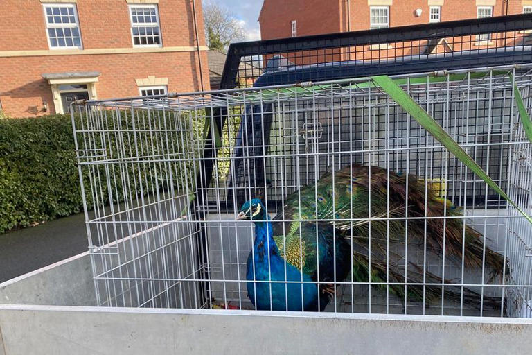 Runaway peacock Dave captured after his adventures made him famous in ...