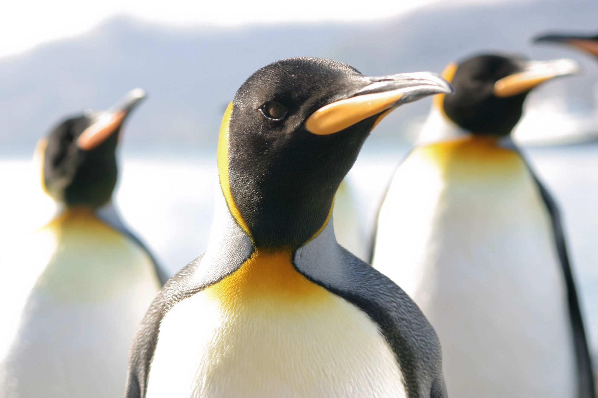 Penguin facts that’ll melt your heart