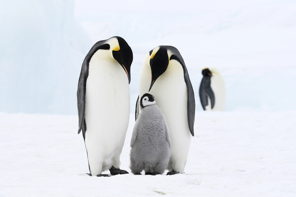 Penguin facts that’ll melt your heart