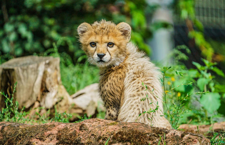 Targeted killings needed to limit ageing zoo populations, study warns