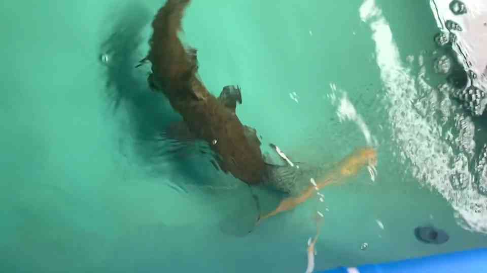 Albino baby shark gets a new home