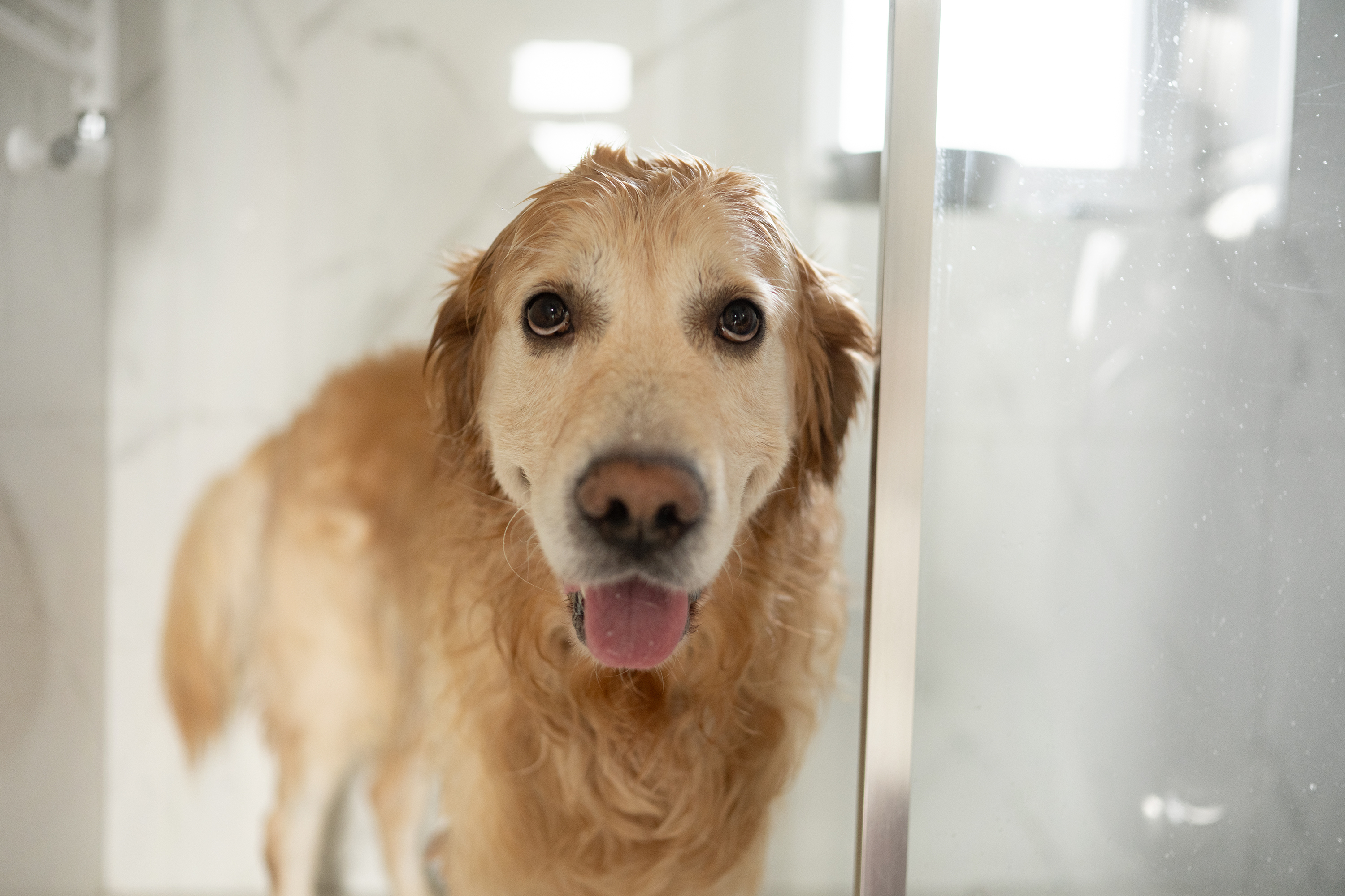 Owner hears bath water running, shock over what golden retriever is doing