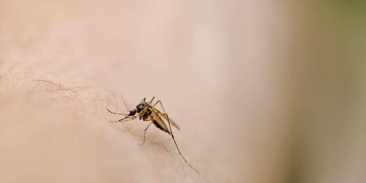 Climate change is starving mosquitos. Now they're coming for us.