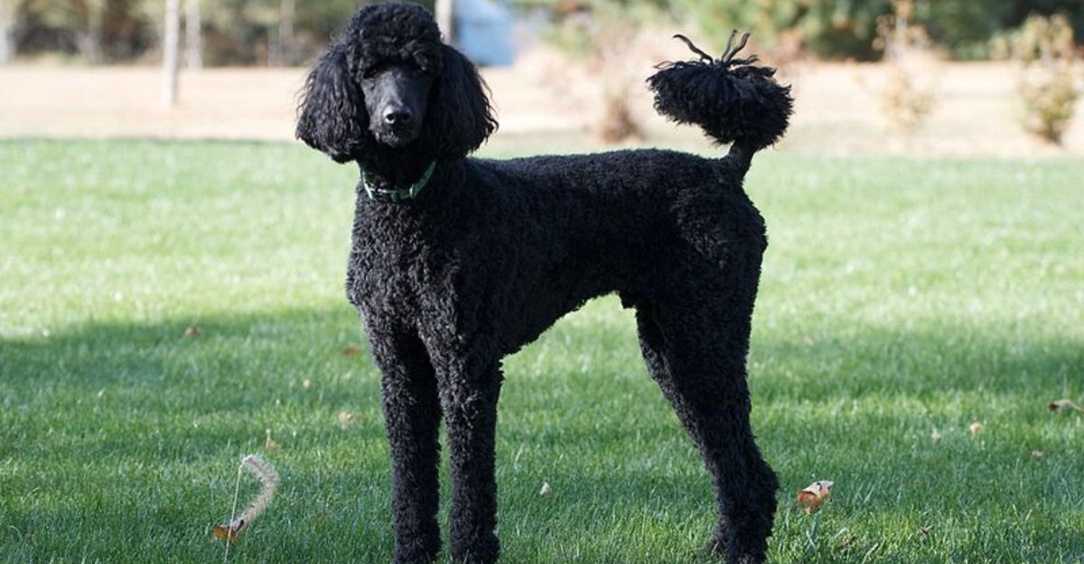 Deep research dogs aren't always rare – 12 breeds people choose after ...