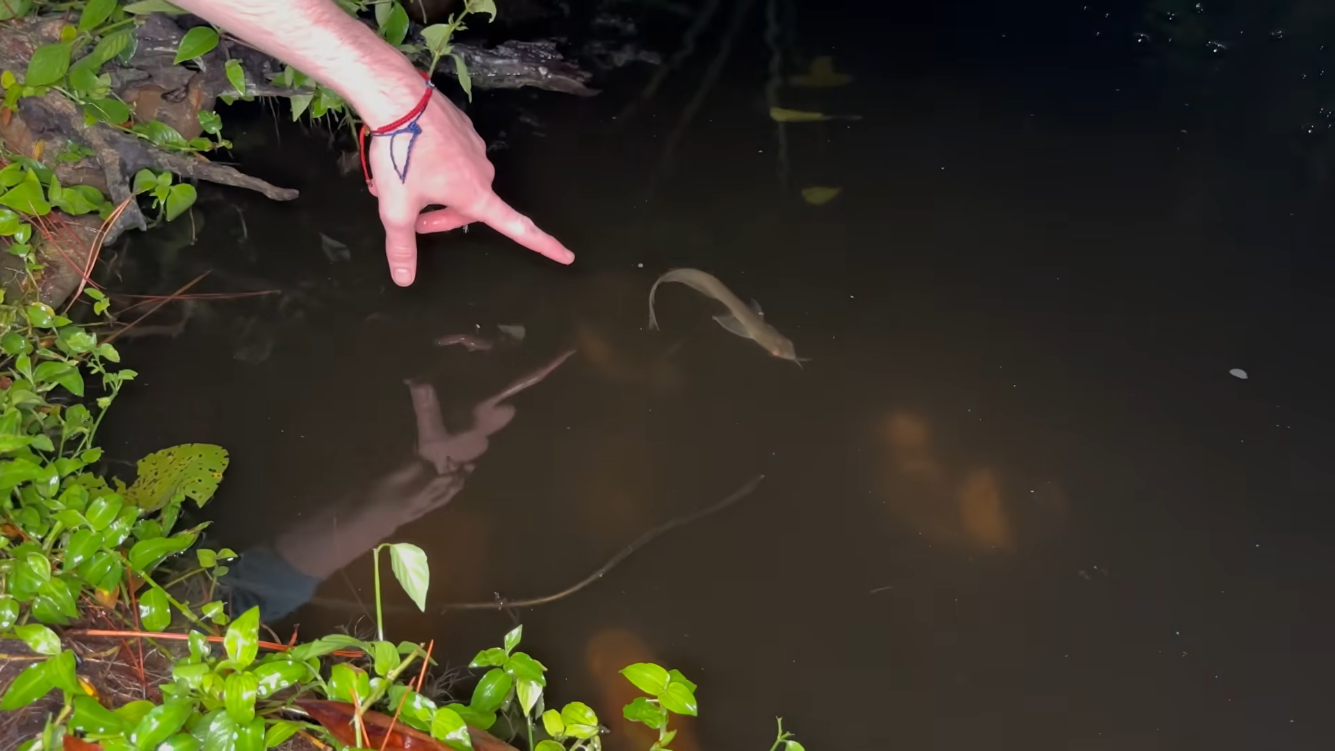 I thought this was just a waterfall then the fish started appearing