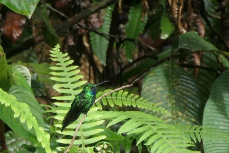 What it’s really like on Tobago, the Caribbean’s most undeveloped island