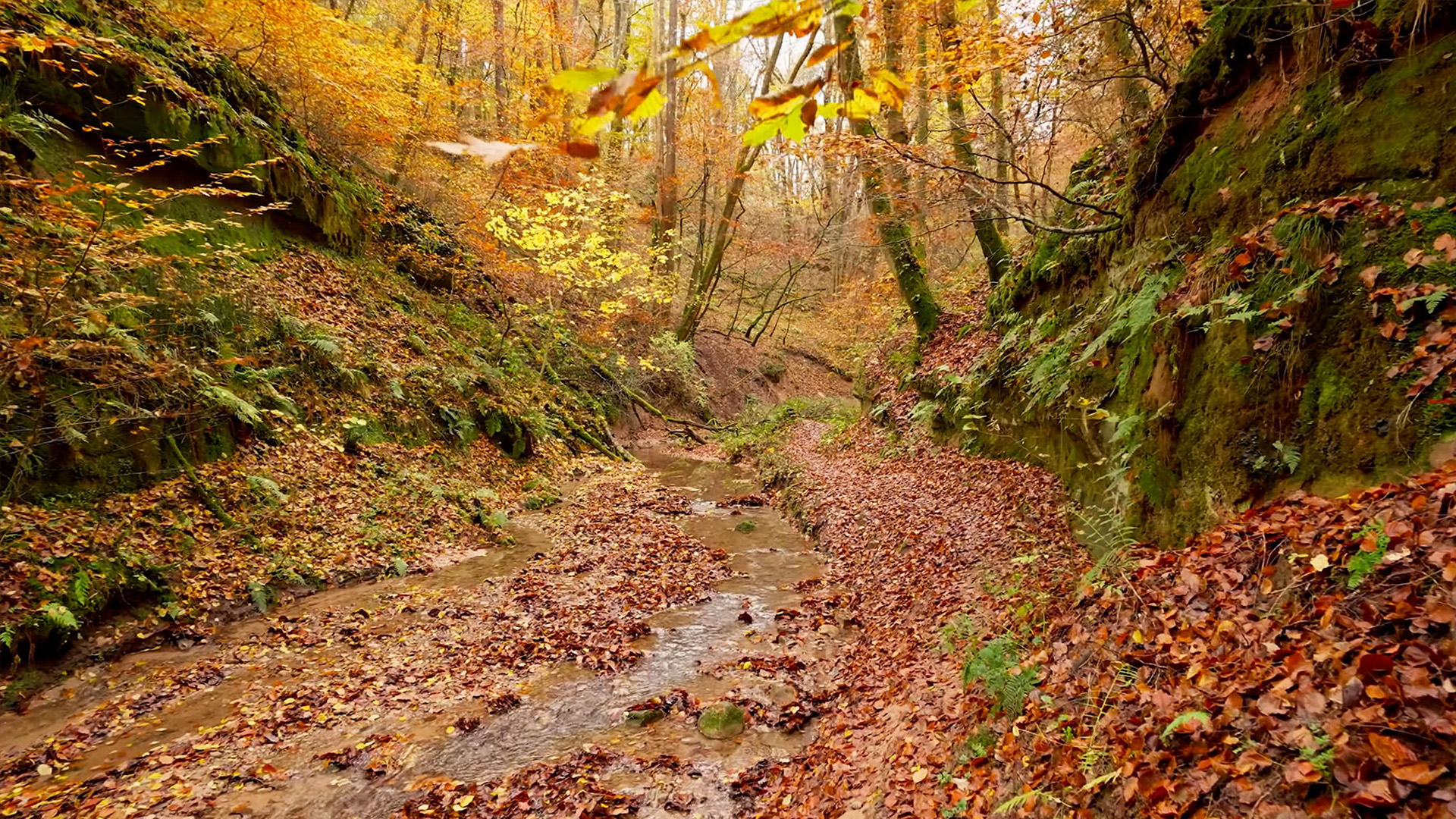 Trier Germany autumn river walk to Sirzenicher waterfall (4K)