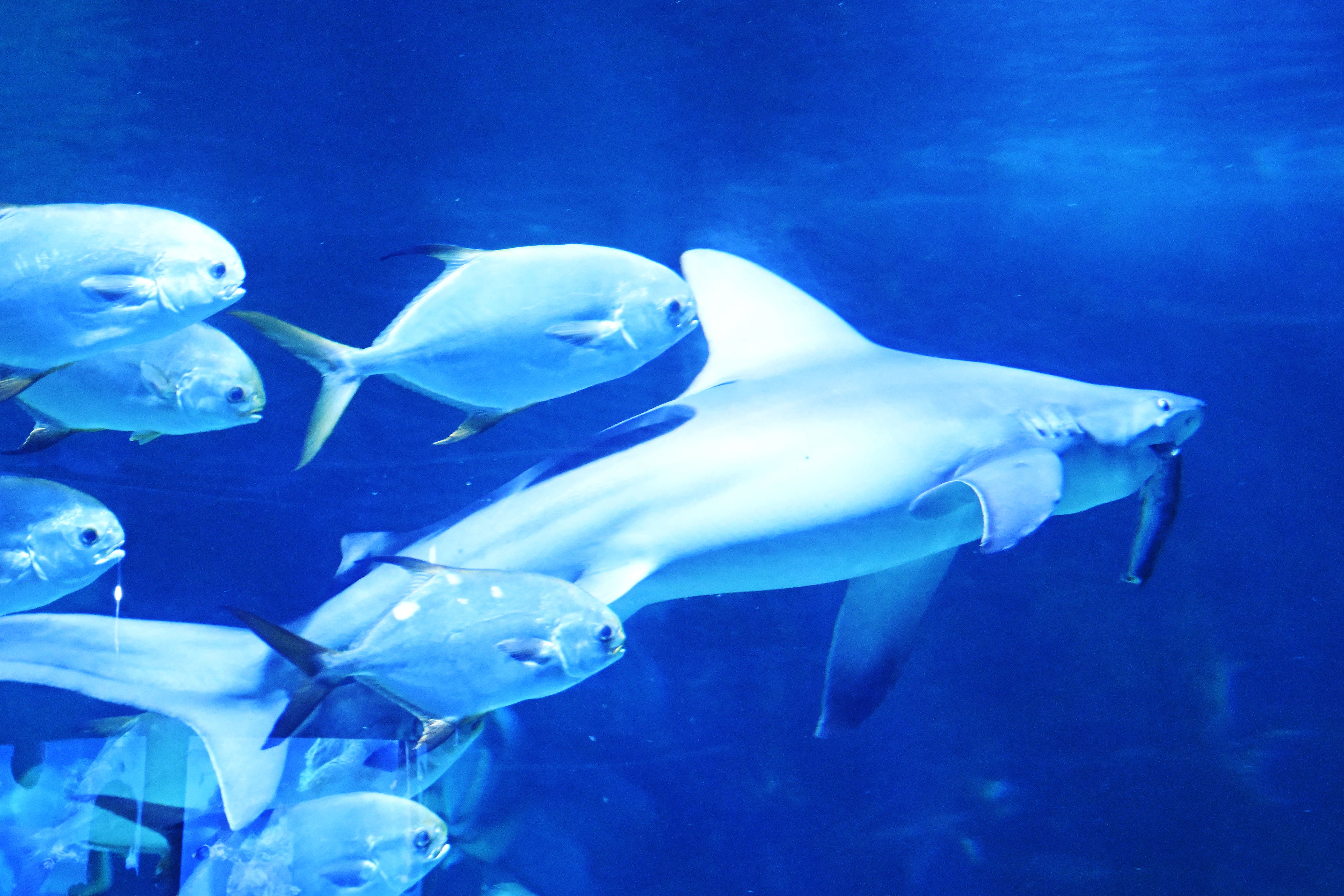 Meet the 5 wildest new deep-sea creatures scientists have discovered in ...