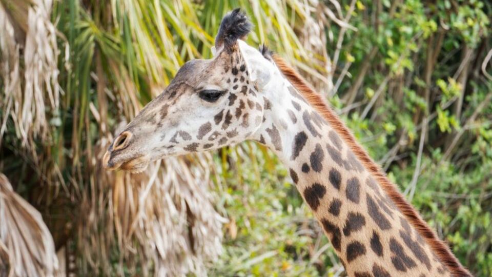 Brevard Zoo to welcome birth of rare giraffe