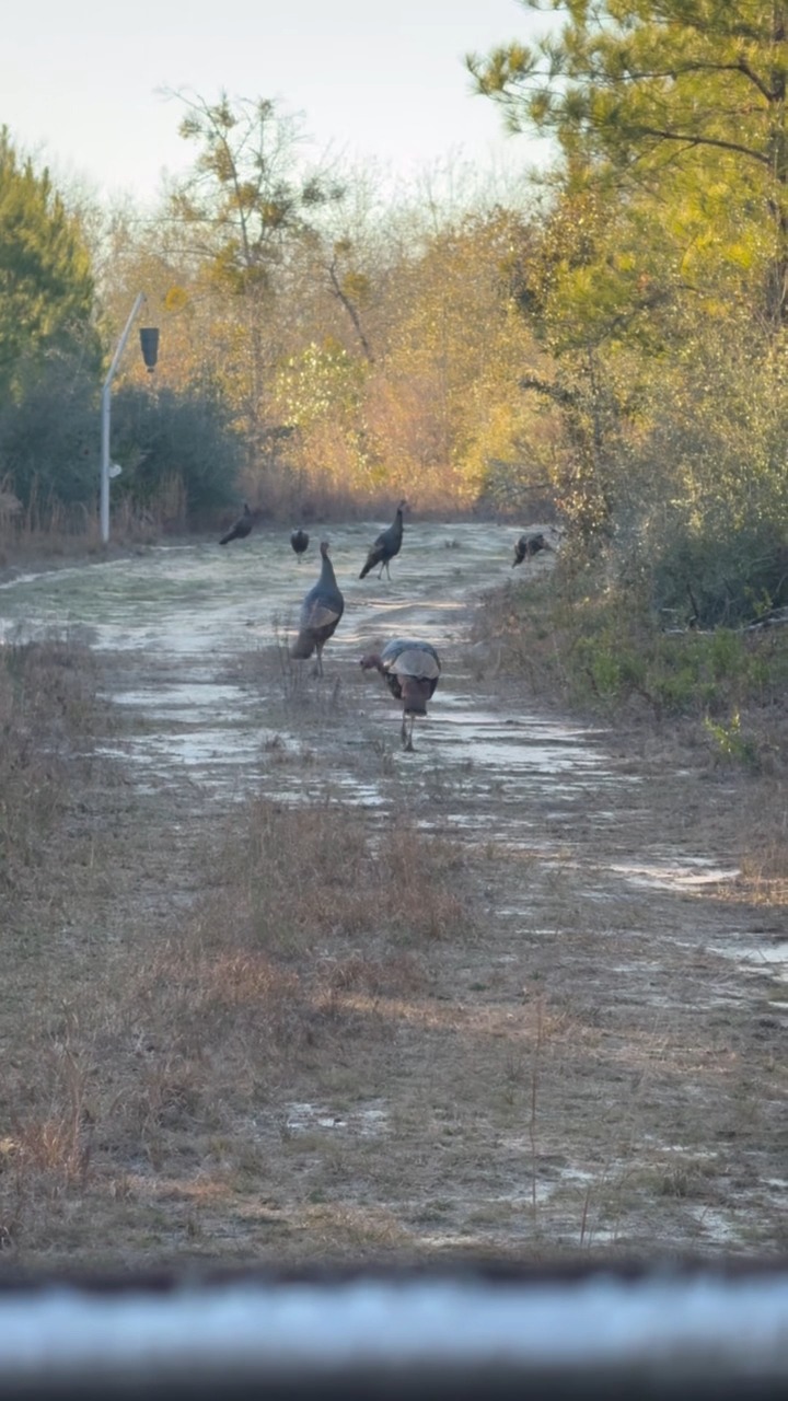 A day surrounded by eastern wild turkeys