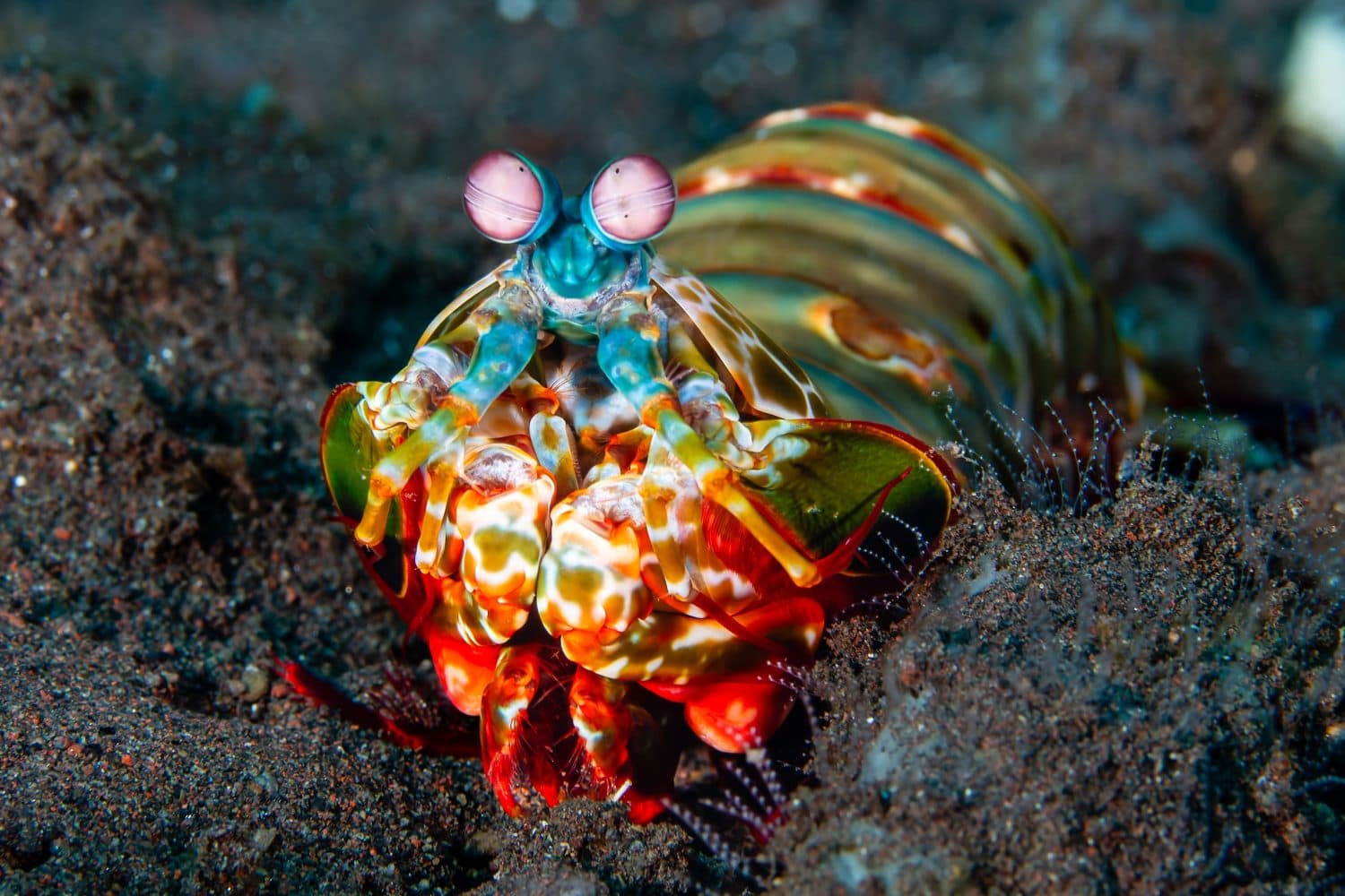 The shrimp with eyes so advanced they inspired cancer detection