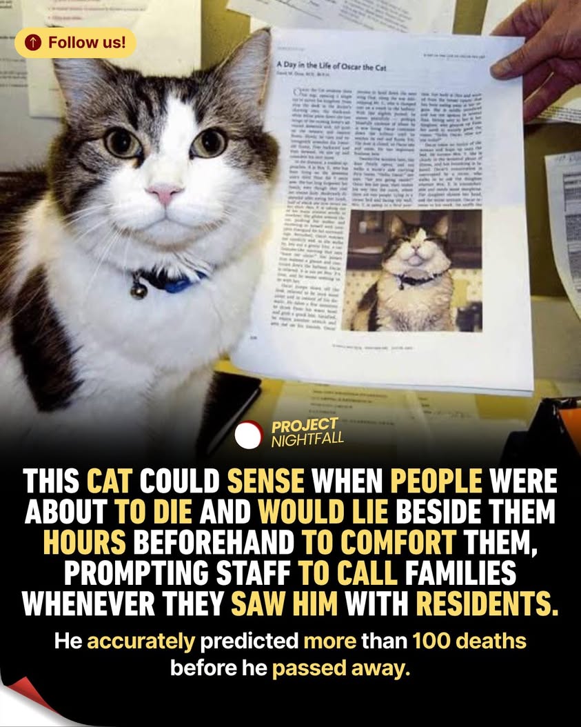 This cat had a gift that no one could explain 🐱 Oscar wasn't your ...