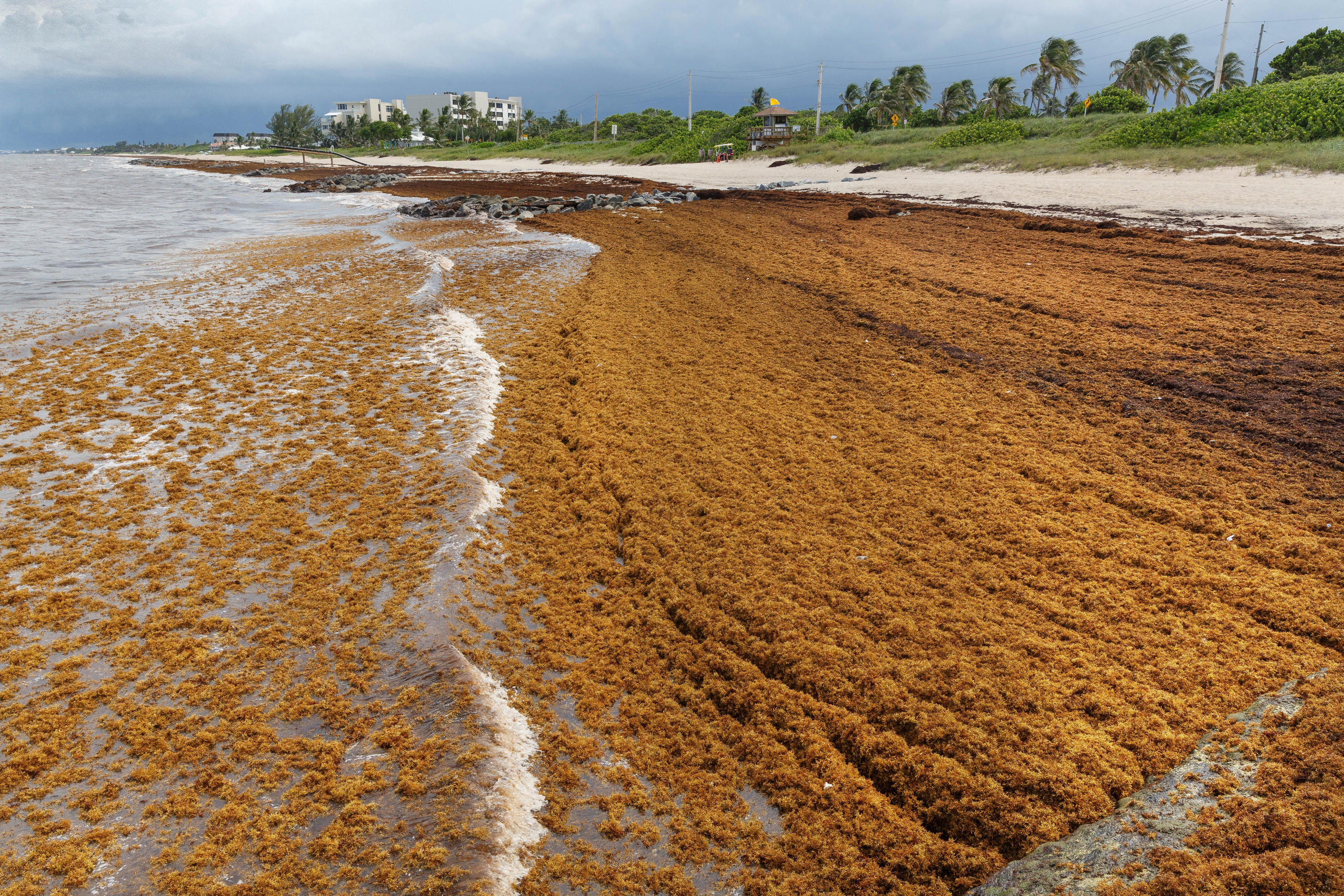 Seaweed crisis: As sargassum piles up on Florida's beaches, so will the ...