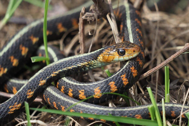 Scientists froze nearly half of this snake’s body, and it came back to life