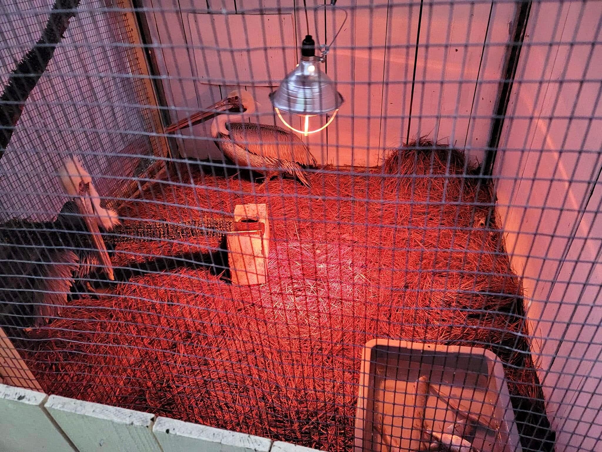 Skywatch Bird Rescue seeks urgent donations for winter weather preparations