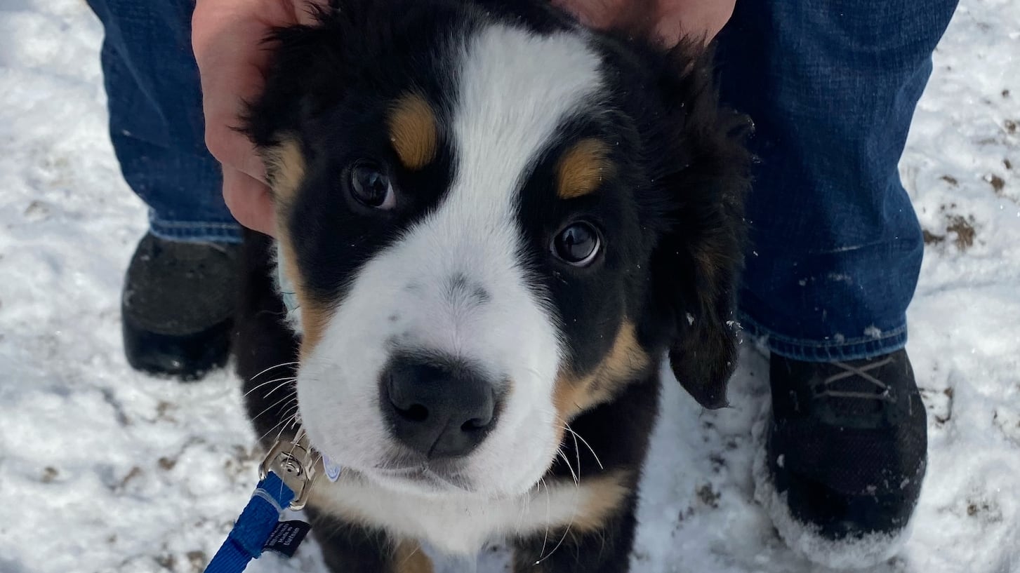 Cold weather safety tips for pet owners