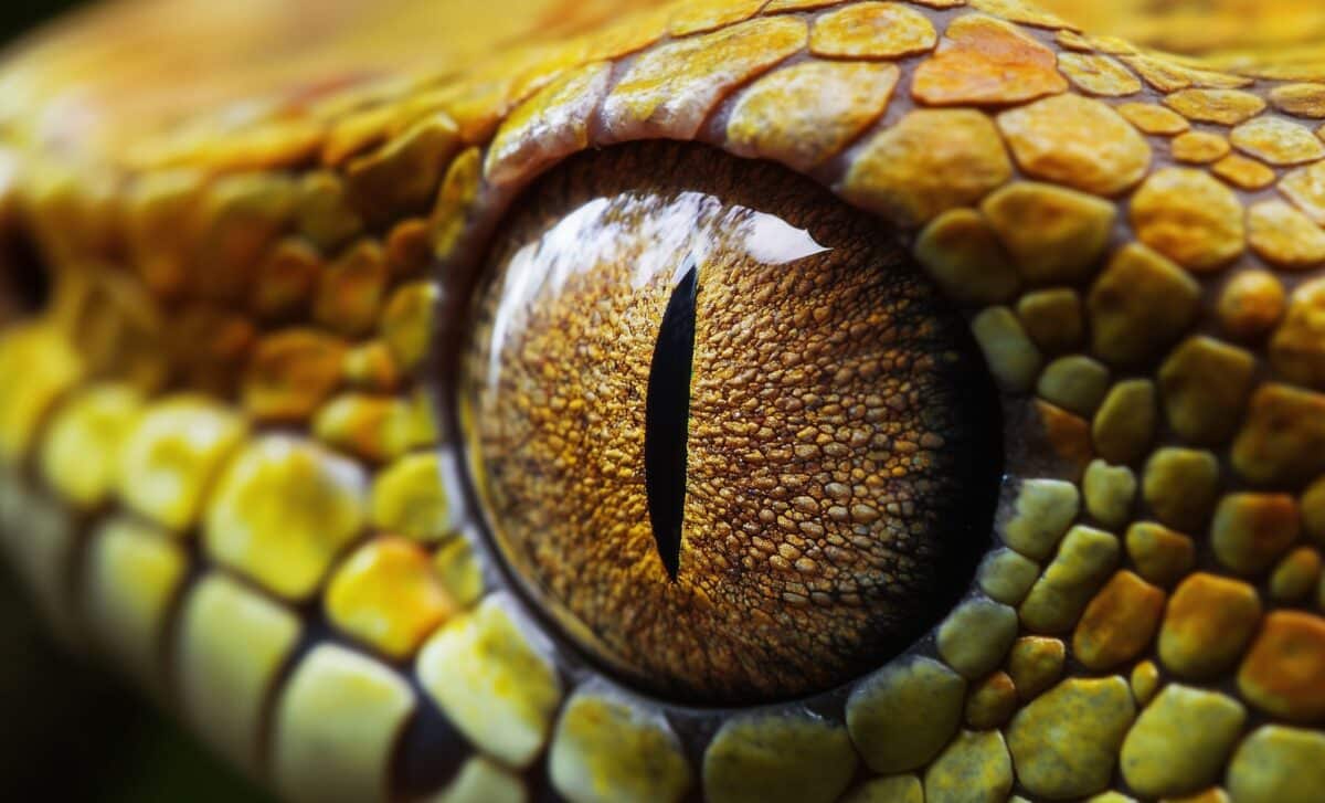 Scientists froze nearly half of this snake’s body, and it came back to life