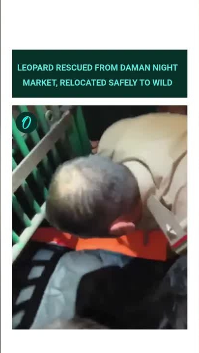 Leopard rescued from Daman night market, relocated safely to wild