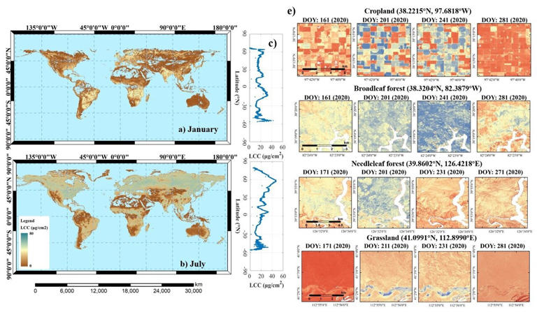 World's first high-resolution global leaf chlorophyll map can closely ...