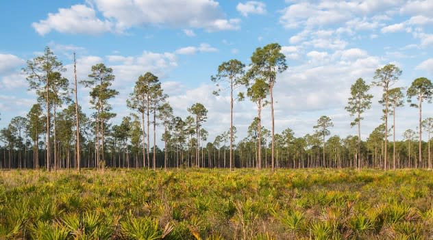 Florida roots: $6.3 million now available for landowners to restore ...