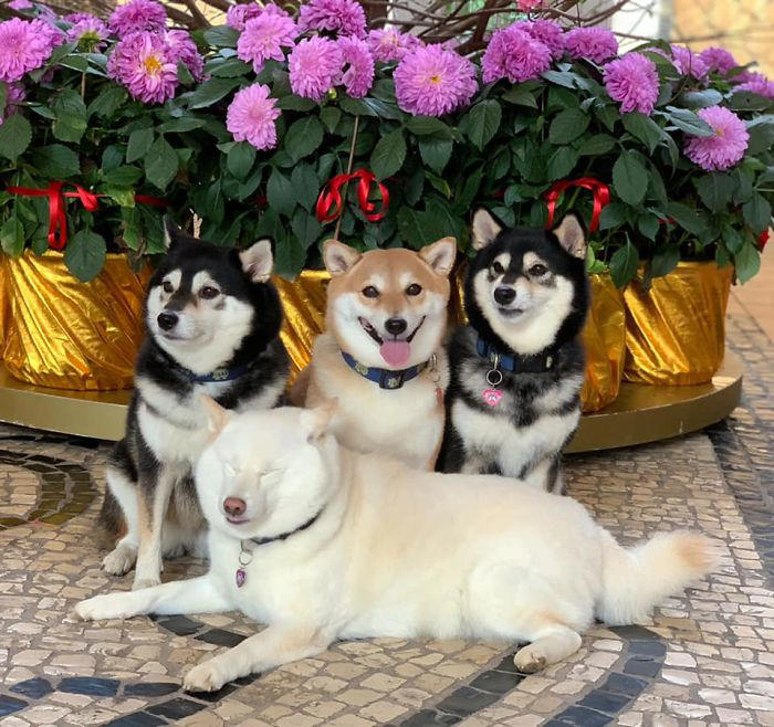 We all have this friend: Shiba Inu goes viral for constantly ruining ...