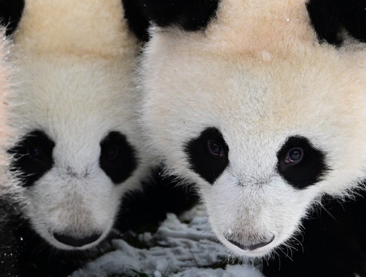 Zoo van München ontvangt twee reuzenpanda's uit China