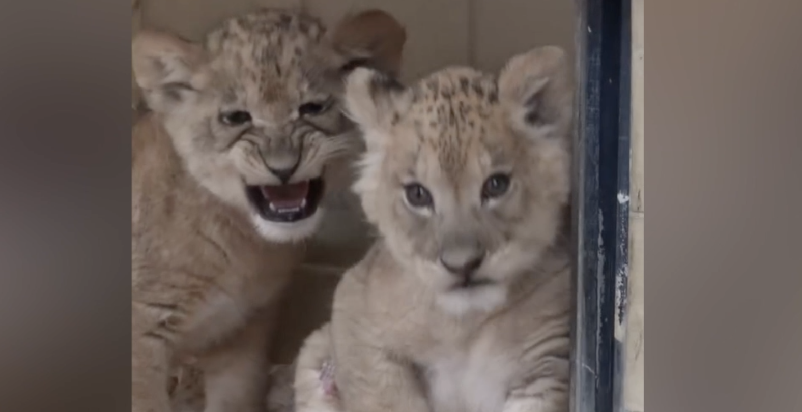 Detroit Zoo shows off new video with an update on 3 lion cubs born in ...