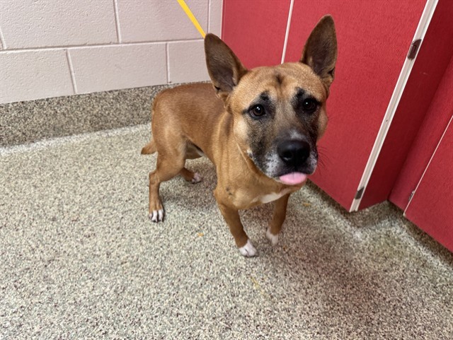 Home sweet home: Meet Ace