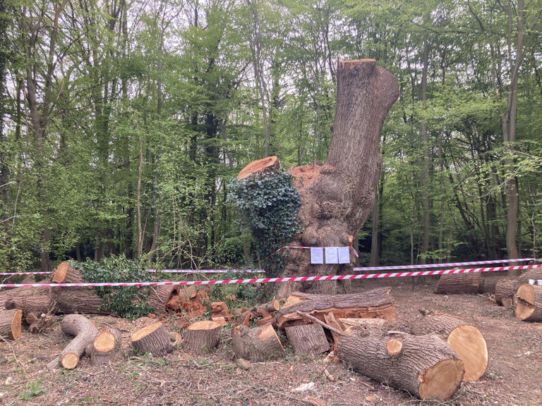 London council to evict Toby Carvery over felling of ancient oak tree