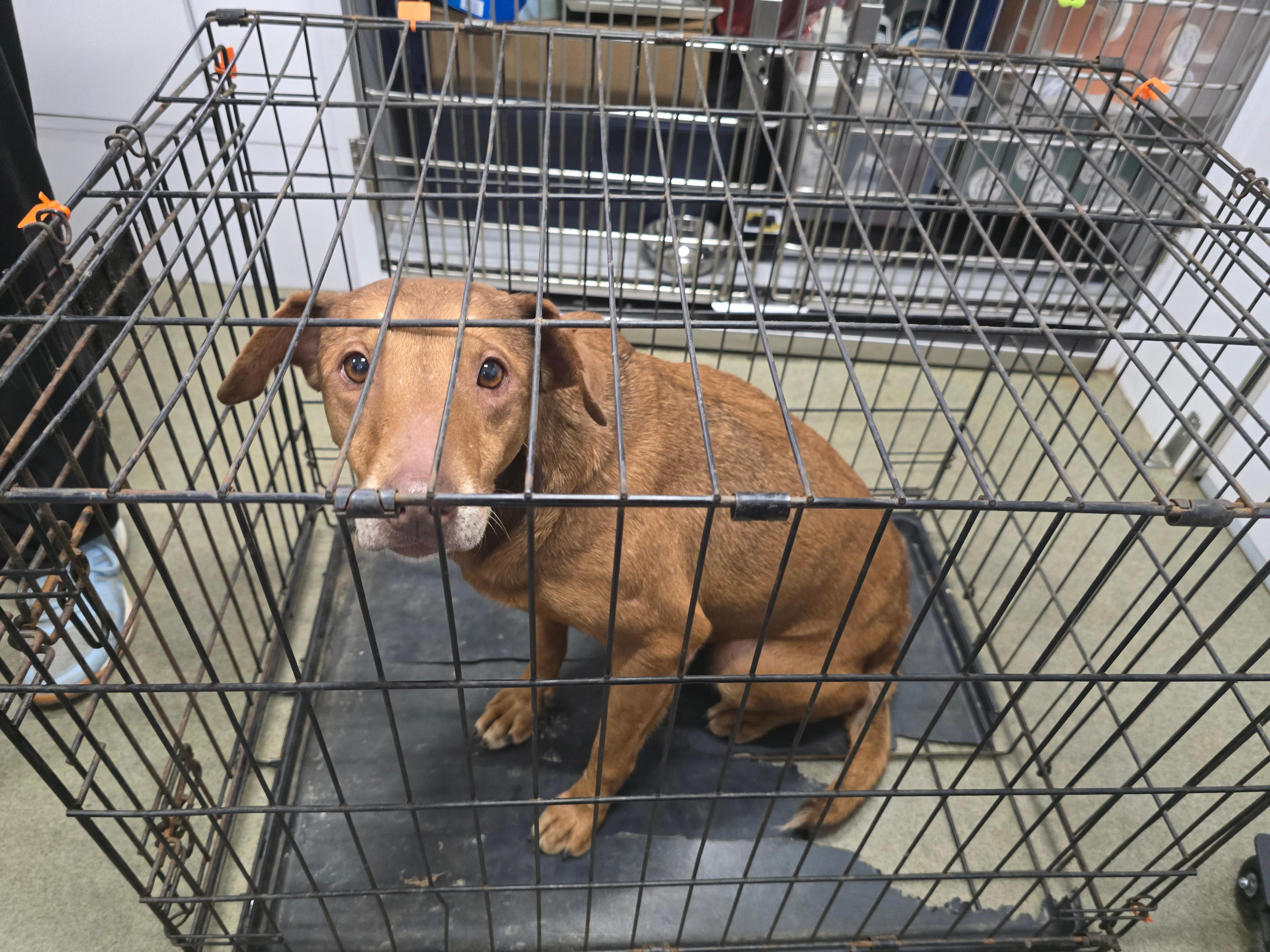 Rescue underway of some 200 neglected dogs, horse. What we know