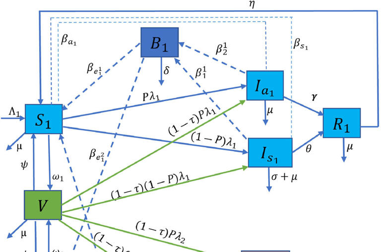 Flies linked to cholera spread amid oral vaccine trial
