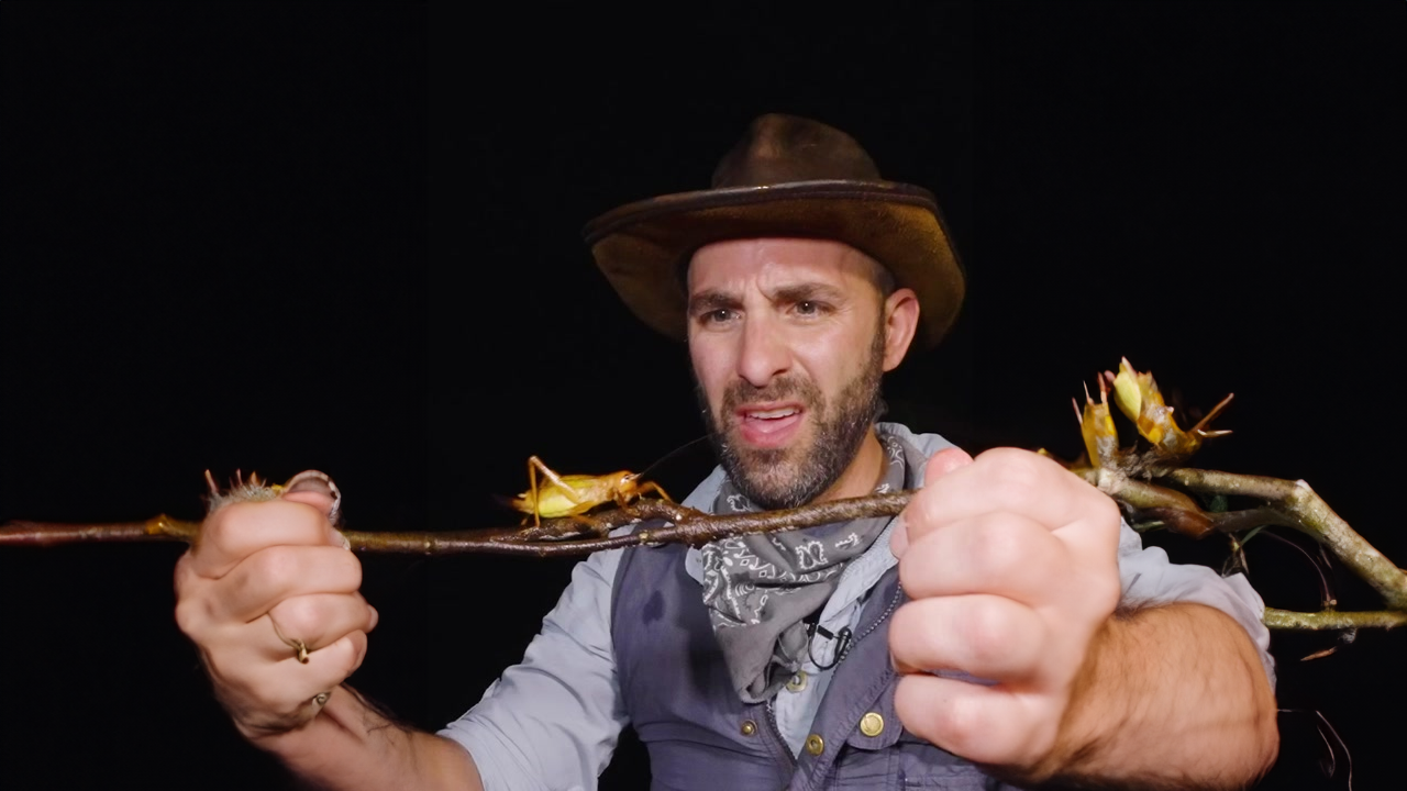 Incredible insect antennae up close