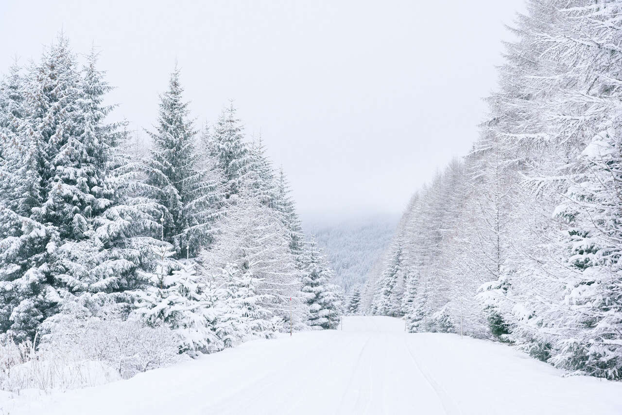 Exploding trees possible as extreme cold grips Upper Midwest