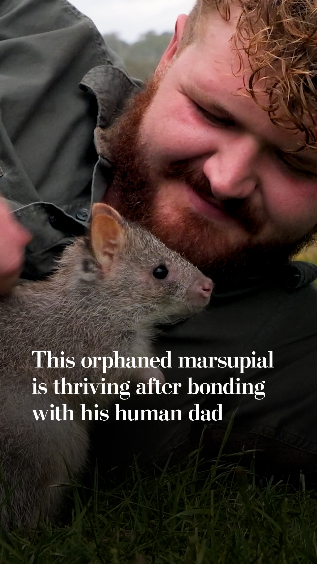 This orphaned marsupial is thriving with his human dad