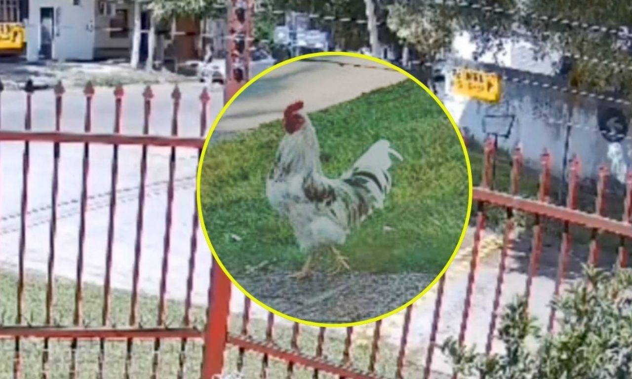 Vecino intenta matar a tiros a un gallo porque su canto le molestaba ...