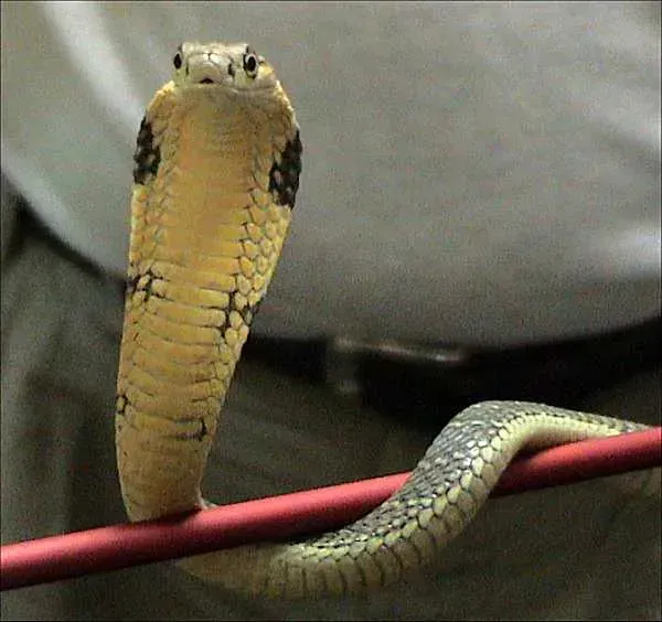 9 facts you didn't know about the king cobra: The snake that hunts ...