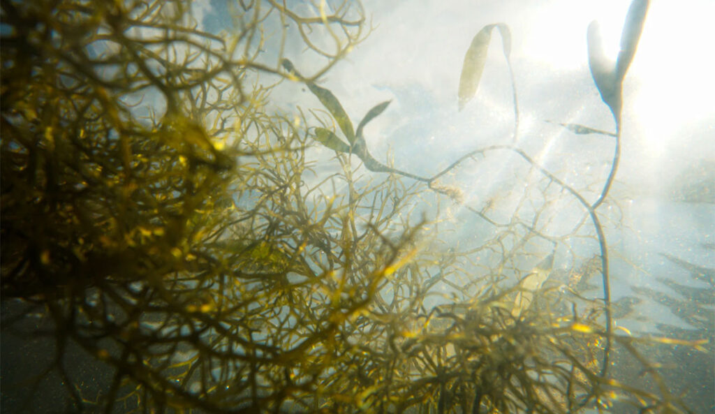Global seaweed blooms have scientists warning of a ‘regime shift’ in ...
