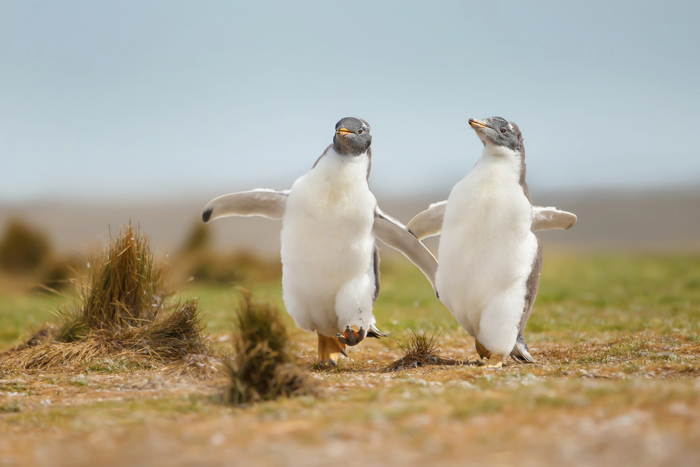 Penguin facts that’ll melt your heart