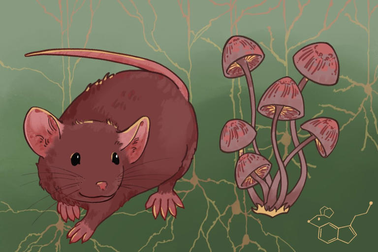 Psilocybin could treat depression via a non-hallucinogenic receptor