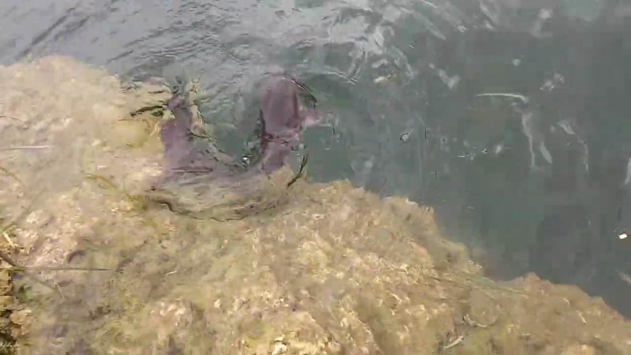 Our power went out so we went looking for an electric catfish