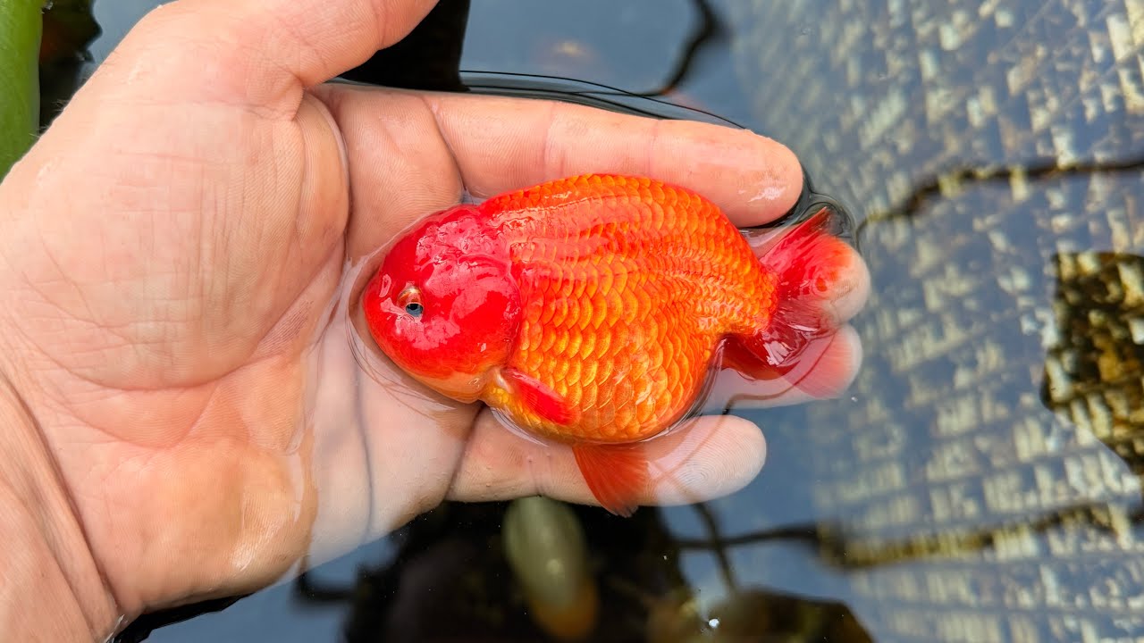 Can fish freeze in winter? What really happens in cold weather