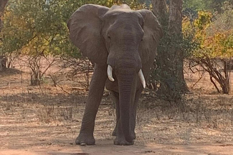 Experts explain exactly how to photograph an elephant – here’s where ...