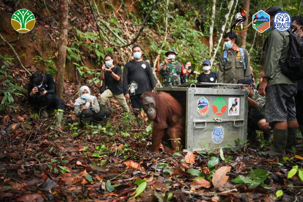 Three critically endangered orangutans released after graduating ...