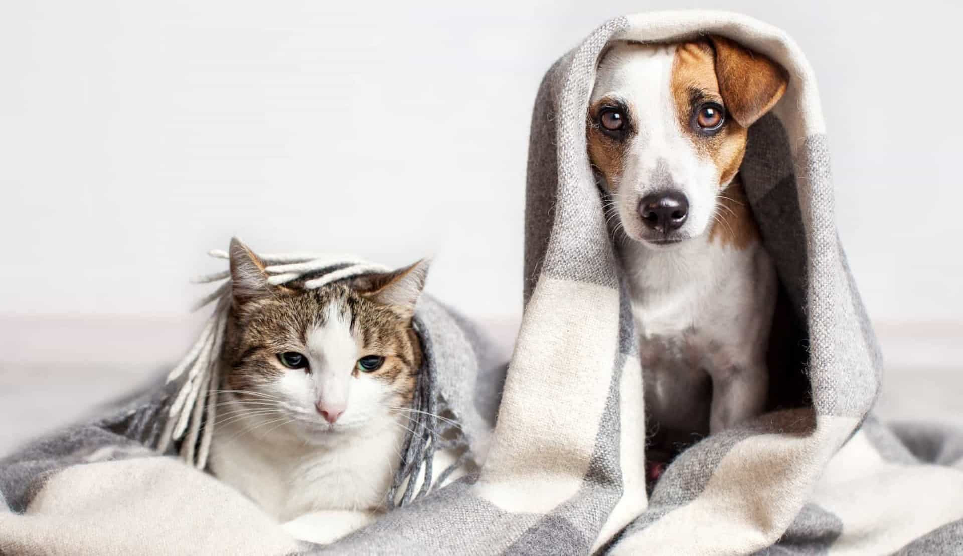 How to protect your pets during winter