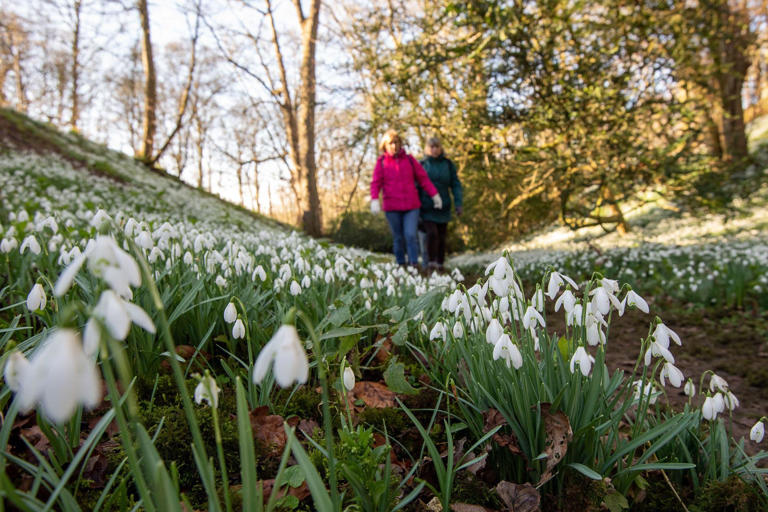 ‘Stunning sea of snowdrops’ on majestic Nottingham walk that’s perfect ...