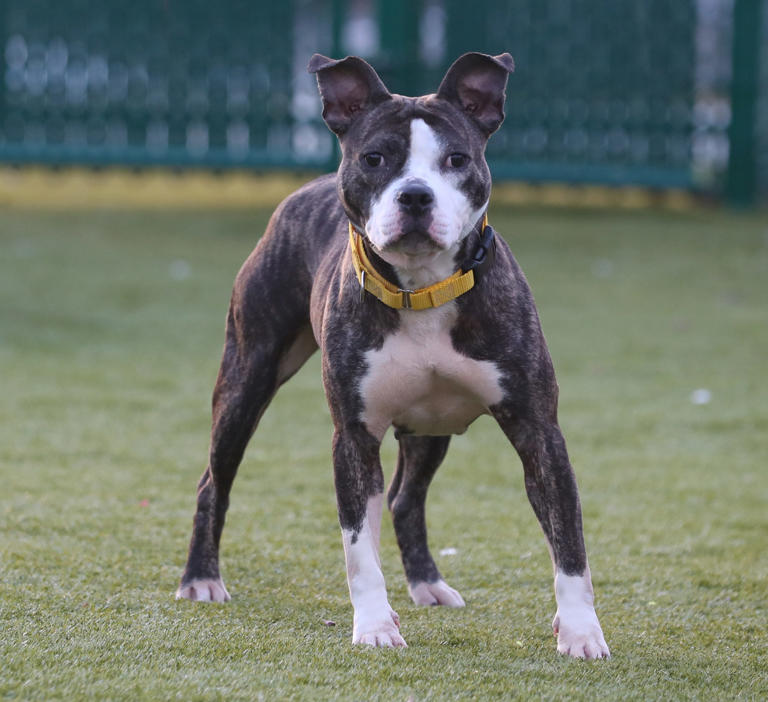 ASPCA opens first care center in New York, outside of NYC, locally