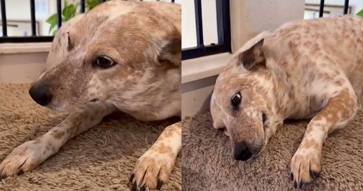 Dog reacts to being 'rejected' in the kitchen in cute video