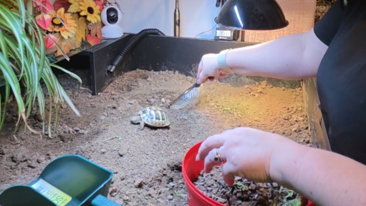 Satisfying time lapse of a girl restoring a clean enclosure for her ...